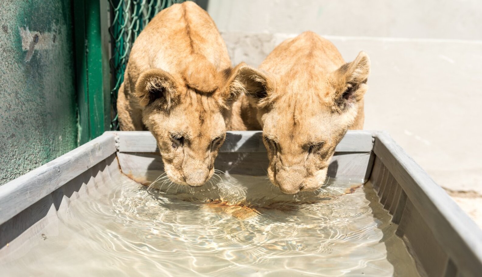 Lion Siblings Cling Together During Rescue From War-Torn Gaza - The Dodo