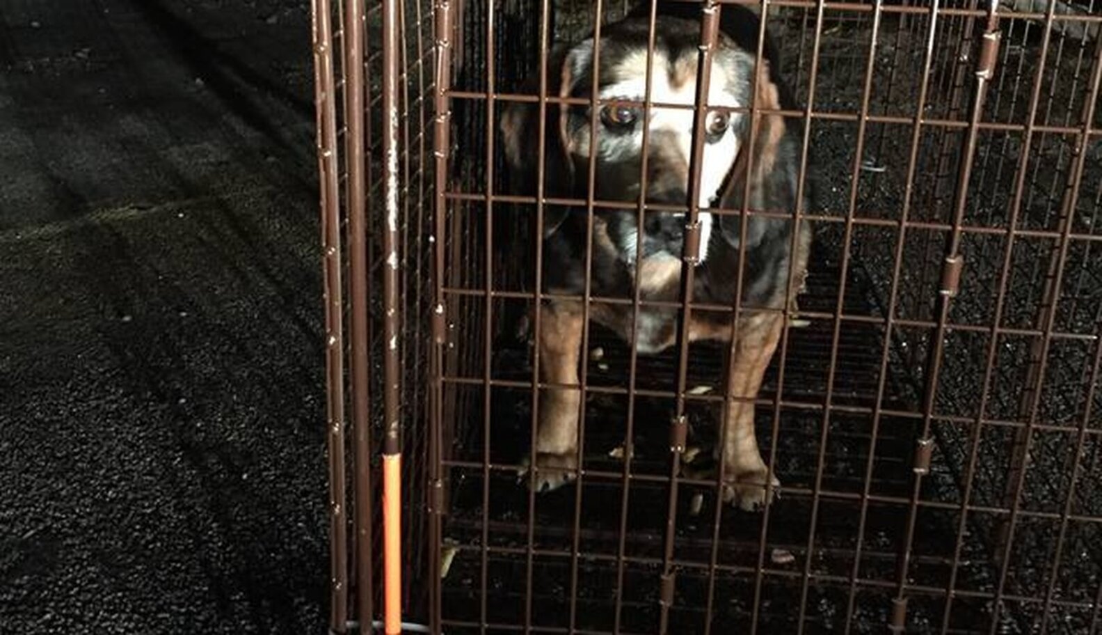 Pet Detective Reunites Man With Dog 2,000 Miles Away - The Dodo