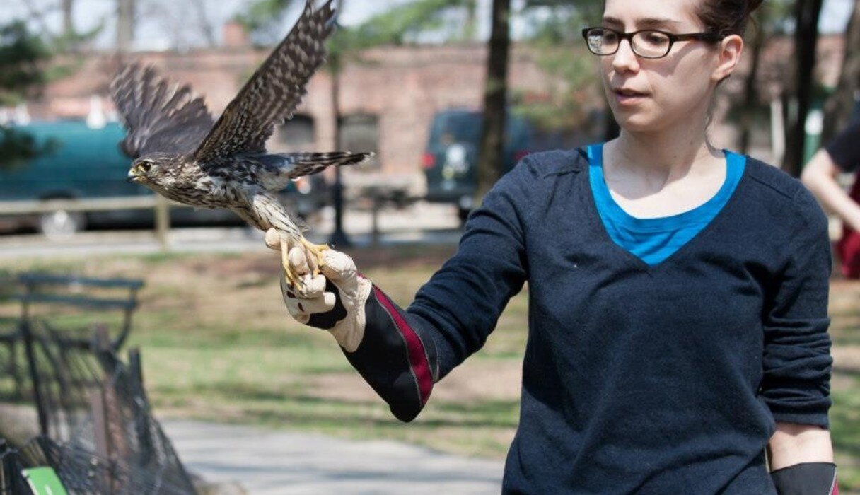 Up Close And Personal With A Merlin, The Magical Falcon - The Dodo