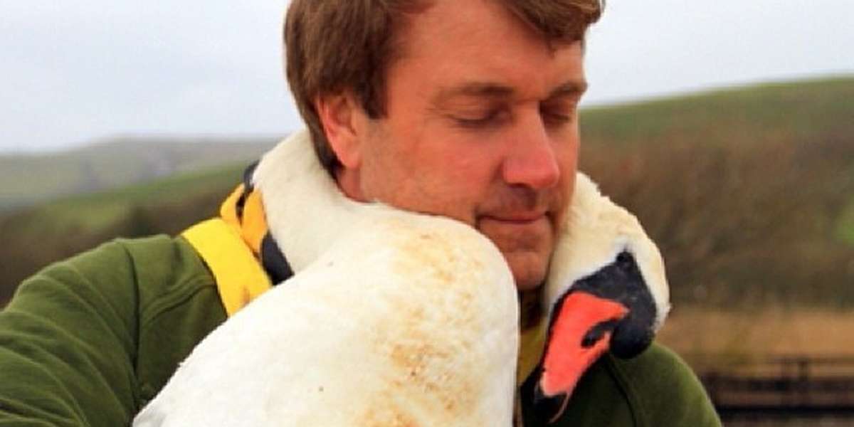 Injured Swan Hugs The Man Who Saved Him - The Dodo