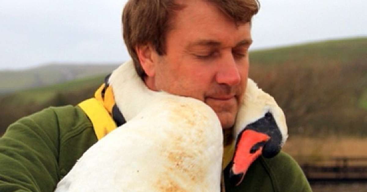 Injured Swan Hugs The Man Who Saved Him - The Dodo
