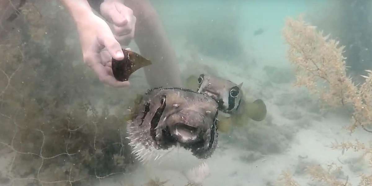 Loyal Fish Stays By Trapped Friend's Side Until Help Arrives - The Dodo