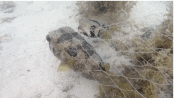 Loyal Fish Stays By Trapped Friend's Side Until Help Arrives - The Dodo