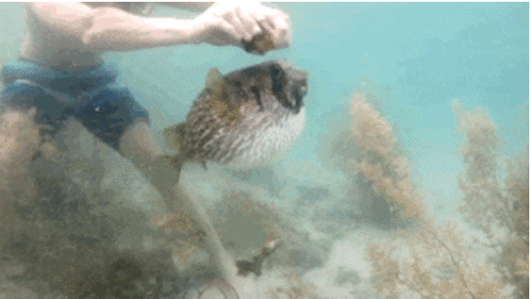 Loyal Fish Stays By Trapped Friend's Side Until Help Arrives - The Dodo