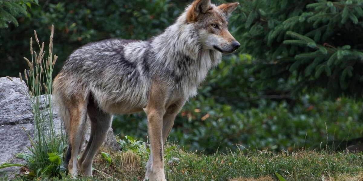 Victory: Idaho Abandons Wolf-Killing Plan This Year After ...