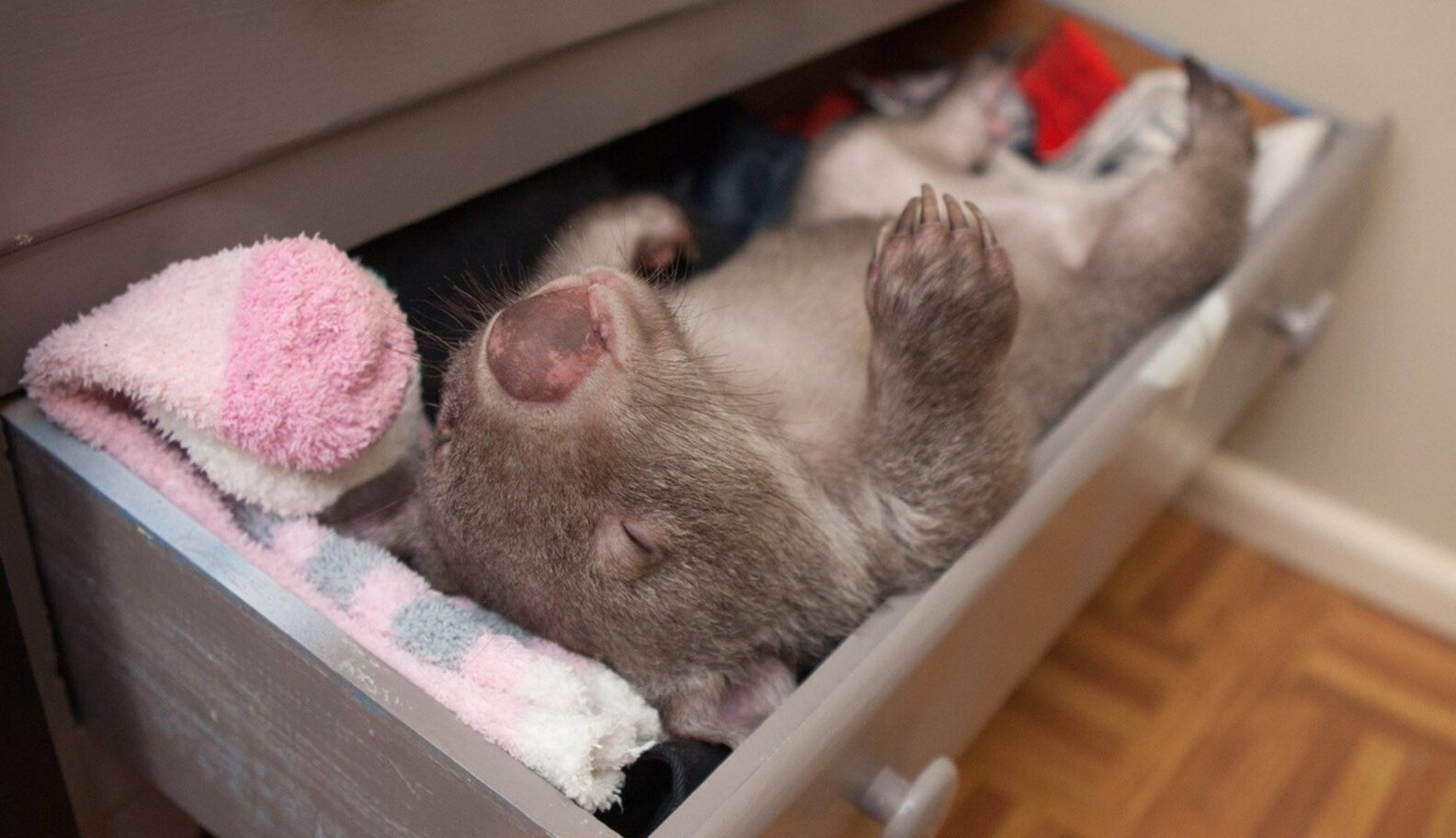 Kenny The Rescued Wombat Picks The Perfect Place To Nap - The Dodo
