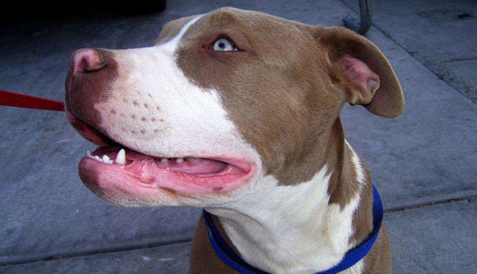 Mississippi Wants To Take 'Huge Step Back' And Target Pit Bulls - The Dodo