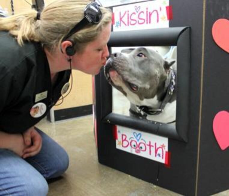 11 Smoochy Pit Bulls In Kissing Booths - The Dodo