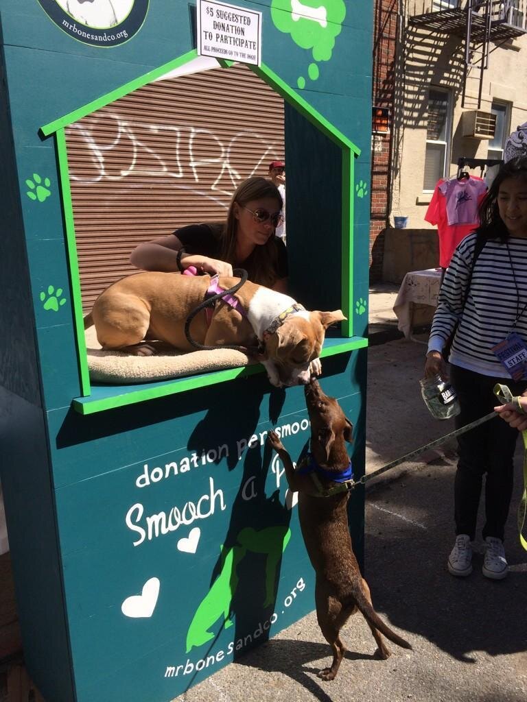 11 Smoochy Pit Bulls In Kissing Booths - The Dodo