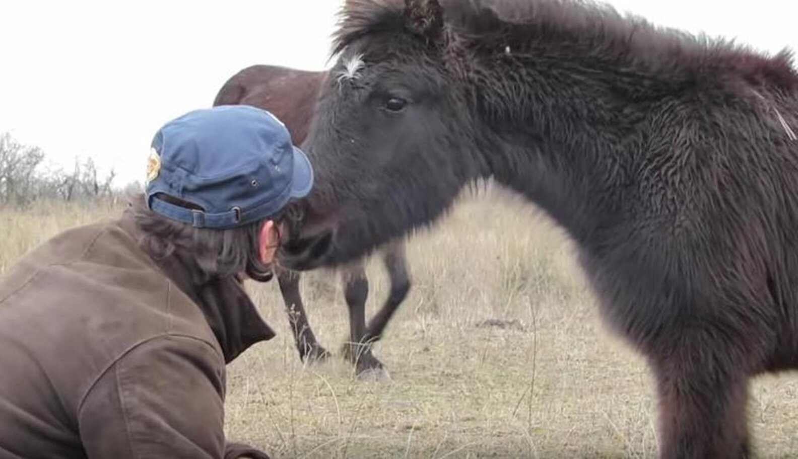 Grateful Horse Says 'Thank You' To Man Who Freed Him From Chains - The Dodo
