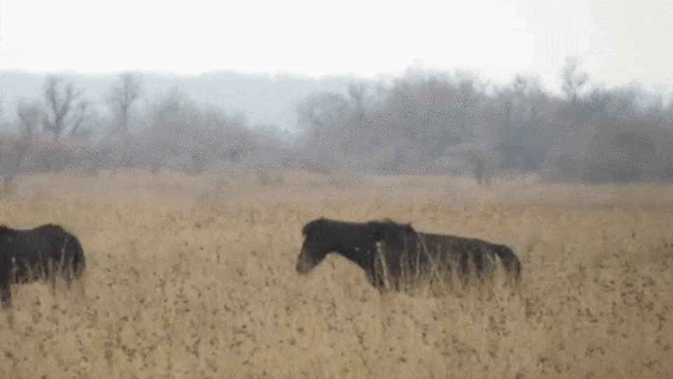 Grateful Horse Says 'Thank You' To Man Who Freed Him From Chains - The Dodo