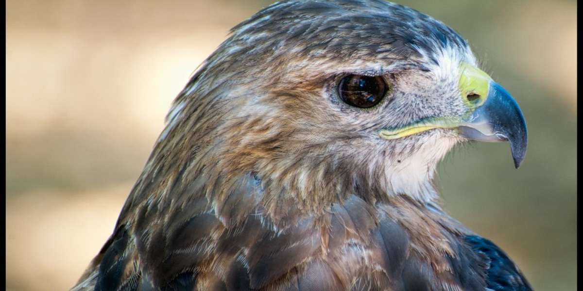 This Red-Tailed Hawk Cry Is Both Intimidating And Awesome - The Dodo