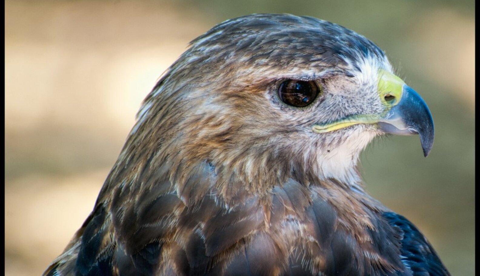This Red-Tailed Hawk Cry Is Both Intimidating And Awesome - The Dodo
