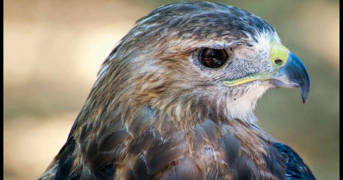 This Red-Tailed Hawk Cry Is Both Intimidating And Awesome - The Dodo