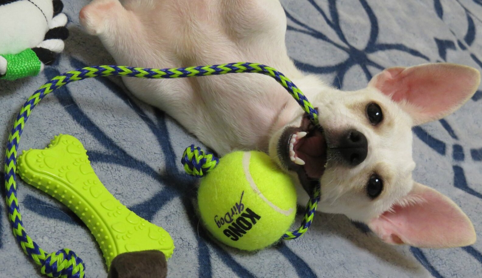 2-Legged Dog Gets Around Just Like A Kangaroo - The Dodo