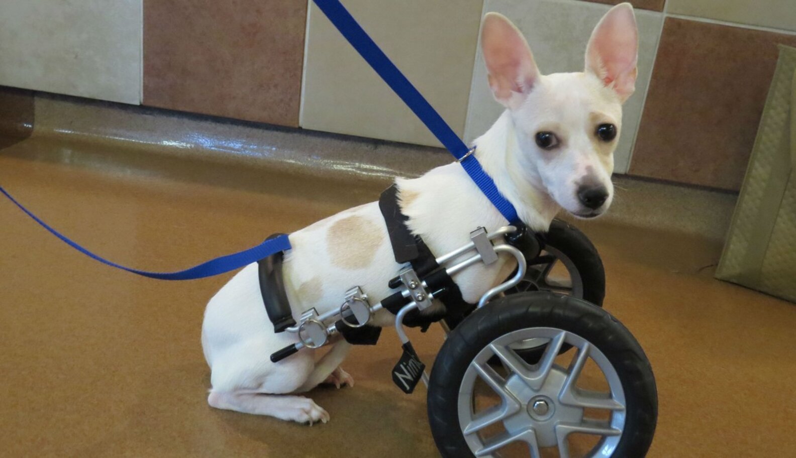 2-Legged Dog Gets Around Just Like A Kangaroo - The Dodo