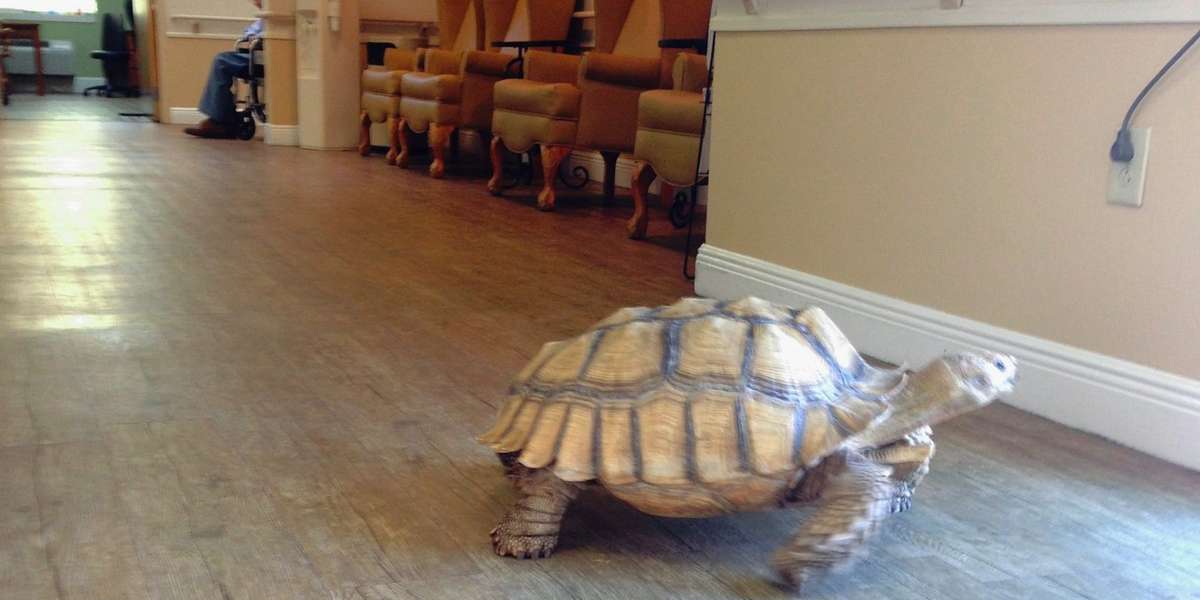 Rescued Tortoise Finds Purpose As Nursing Home's Resident Pet - The Dodo