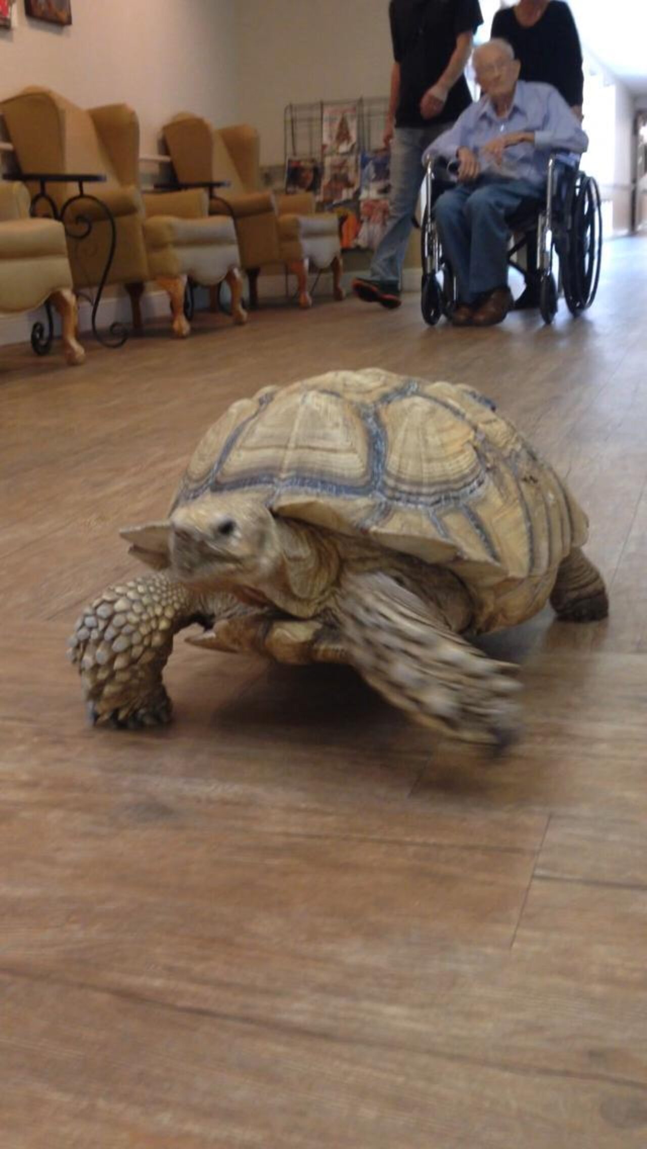 Rescued Tortoise Finds Purpose As Nursing Home's Resident Pet - The Dodo
