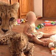 Wild Gibbon Kept As Human Baby For 15 Years - The Dodo