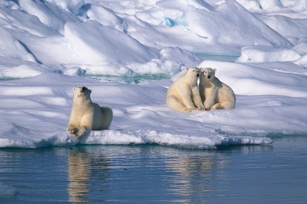 Ships Threaten To Destroy Arctic Ecosystems (Study) - The Dodo