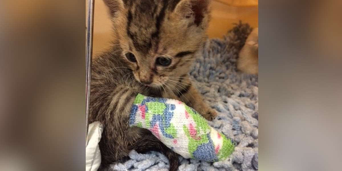 Rescued Kitten Who Lost His Leg Gets Colorful Little Cast - The Dodo