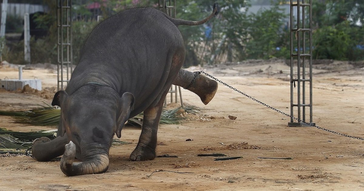 Elephants Chained All Day And Night In The Name Of Religion - The Dodo