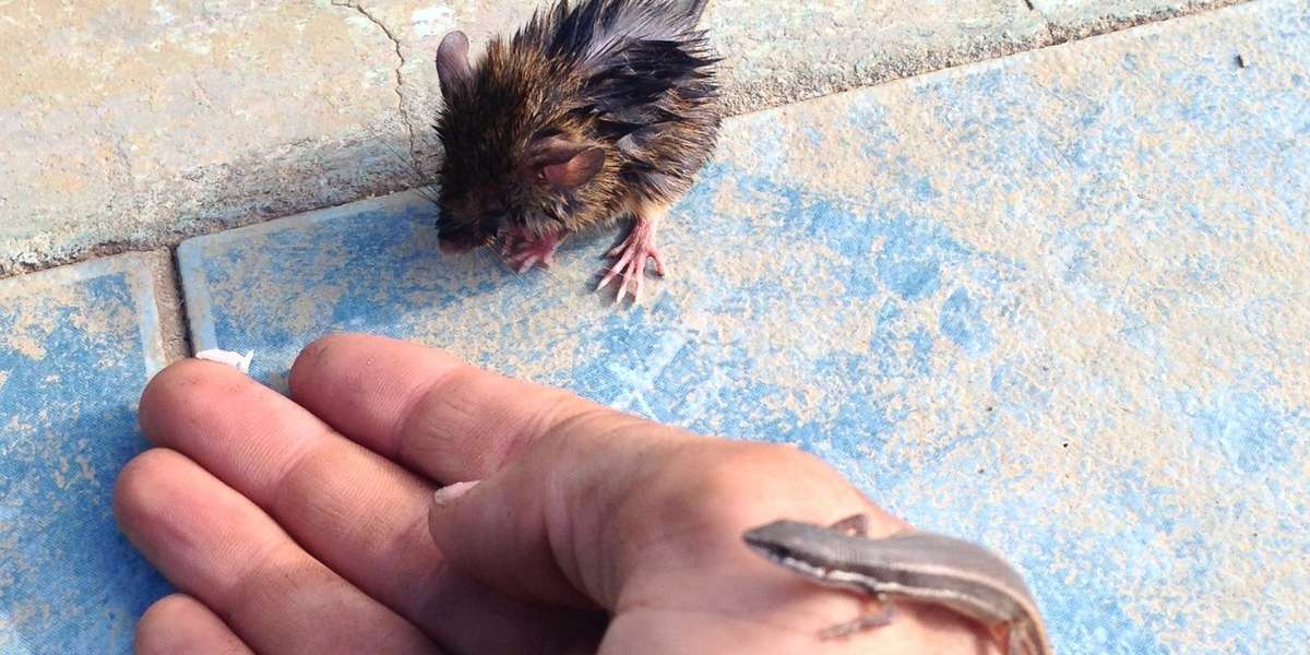 Man Saves Lizard And Mouse From Drowning And Makes Two New Friends ...