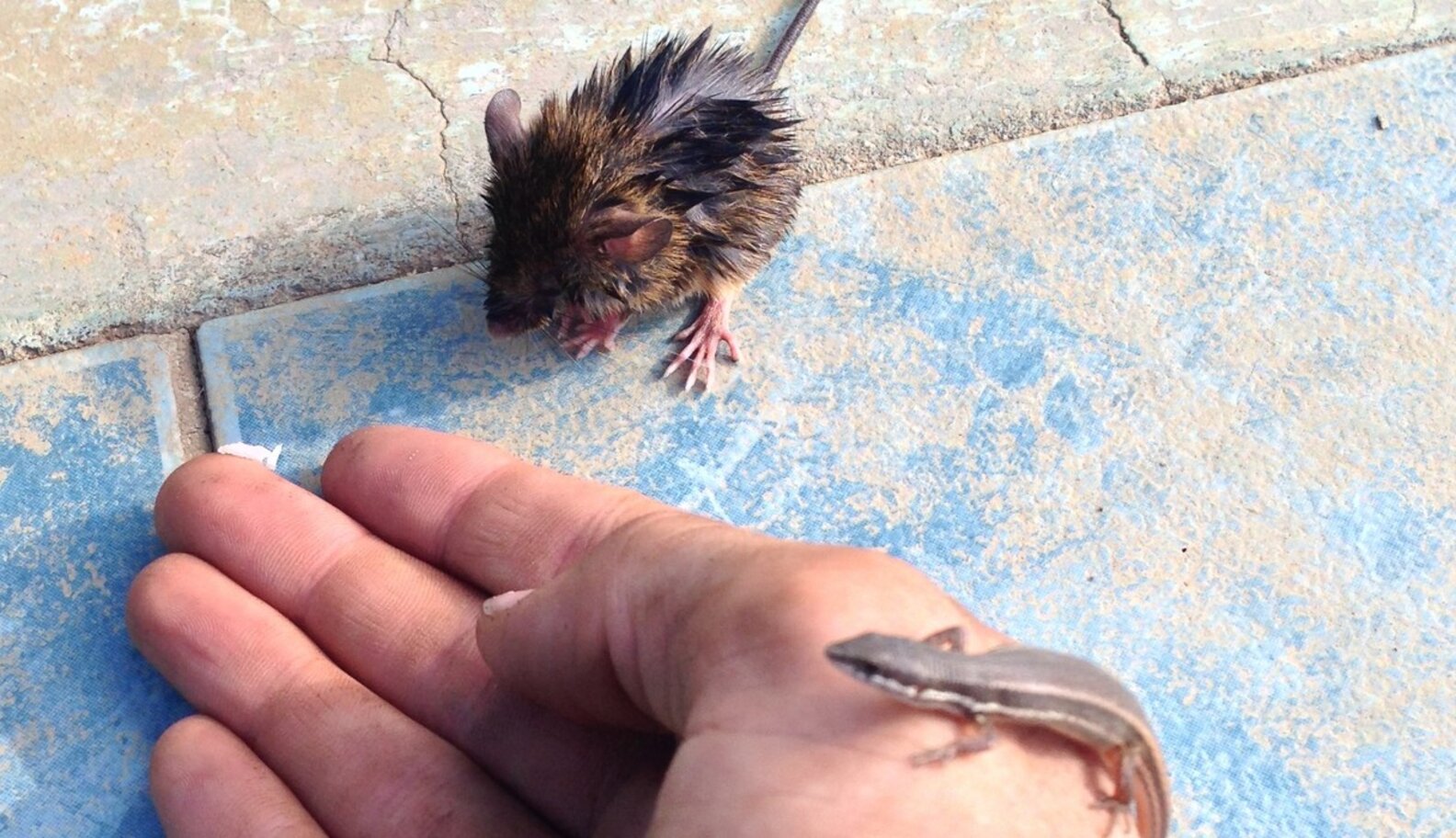 Man Saves Lizard And Mouse From Drowning And Makes Two New Friends ...