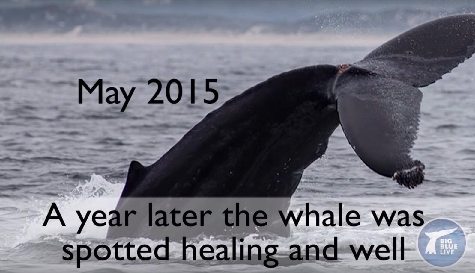Tangled Whale Relieved By Humans' Helpful Hands - The Dodo