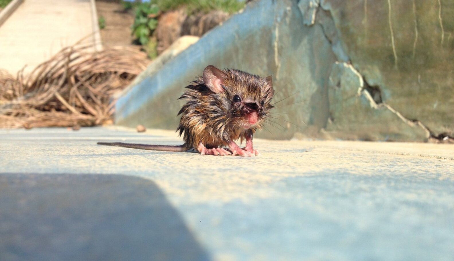 Man Saves Lizard And Mouse From Drowning And Makes Two New Friends ...