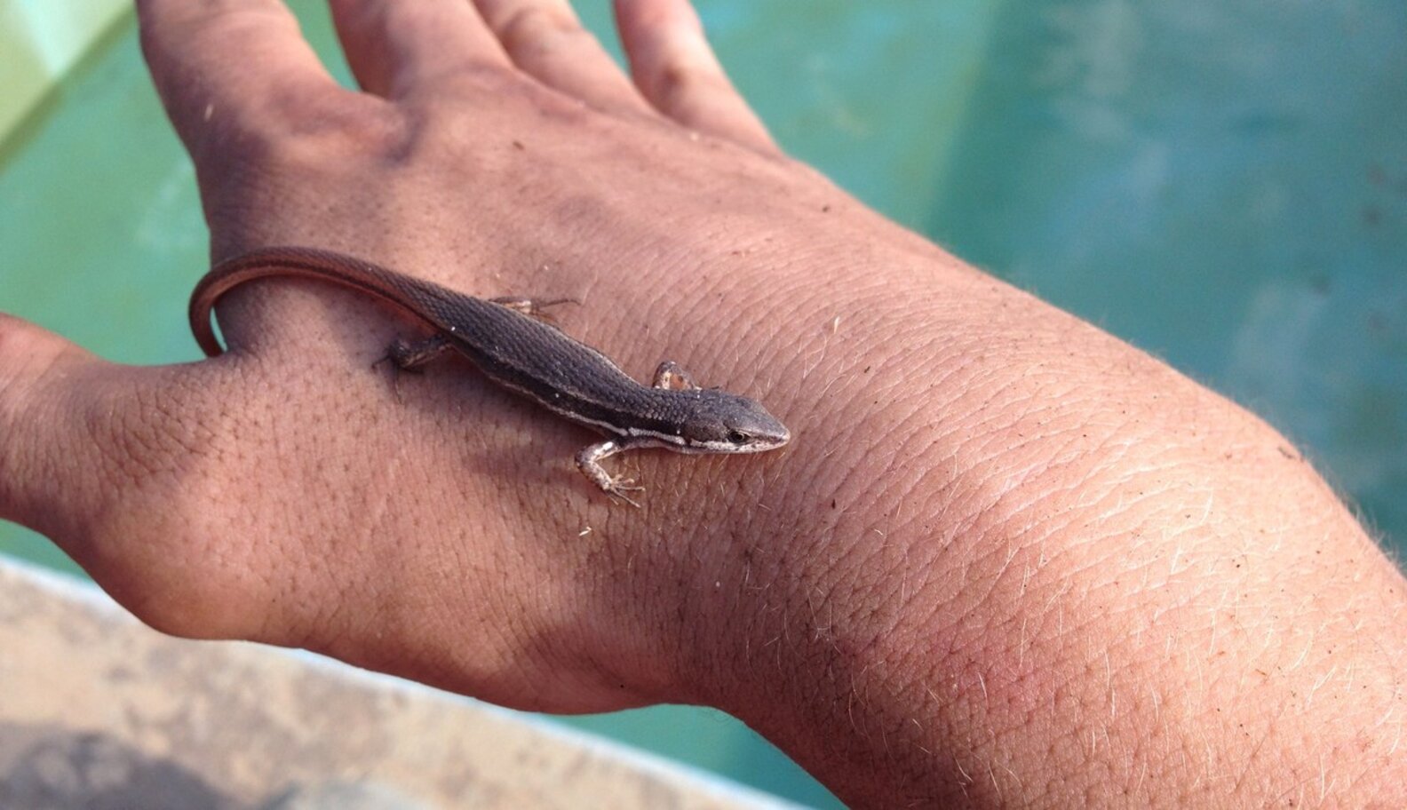 Man Saves Lizard And Mouse From Drowning And Makes Two New Friends ...