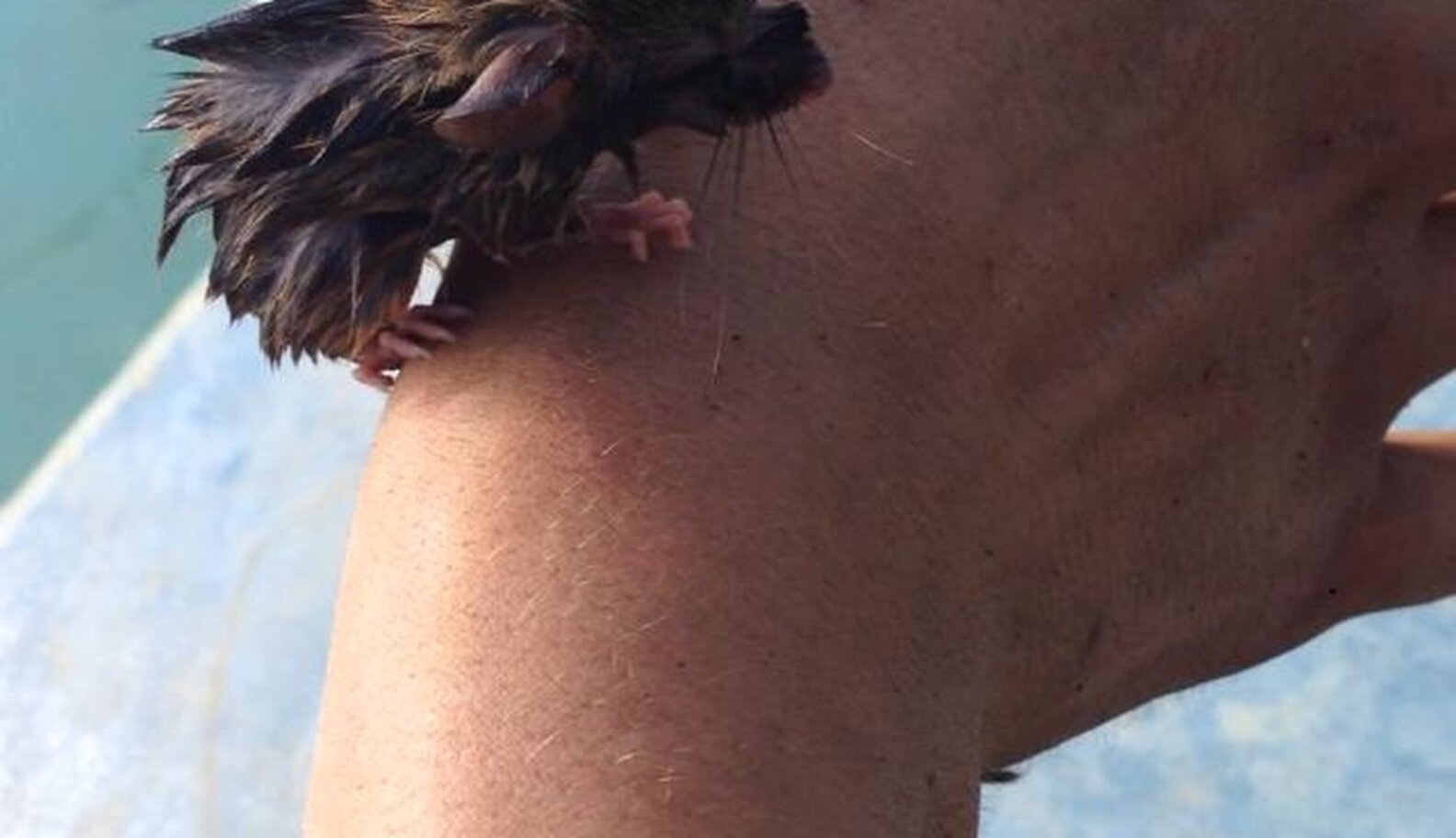 Man Saves Lizard And Mouse From Drowning And Makes Two New Friends ...