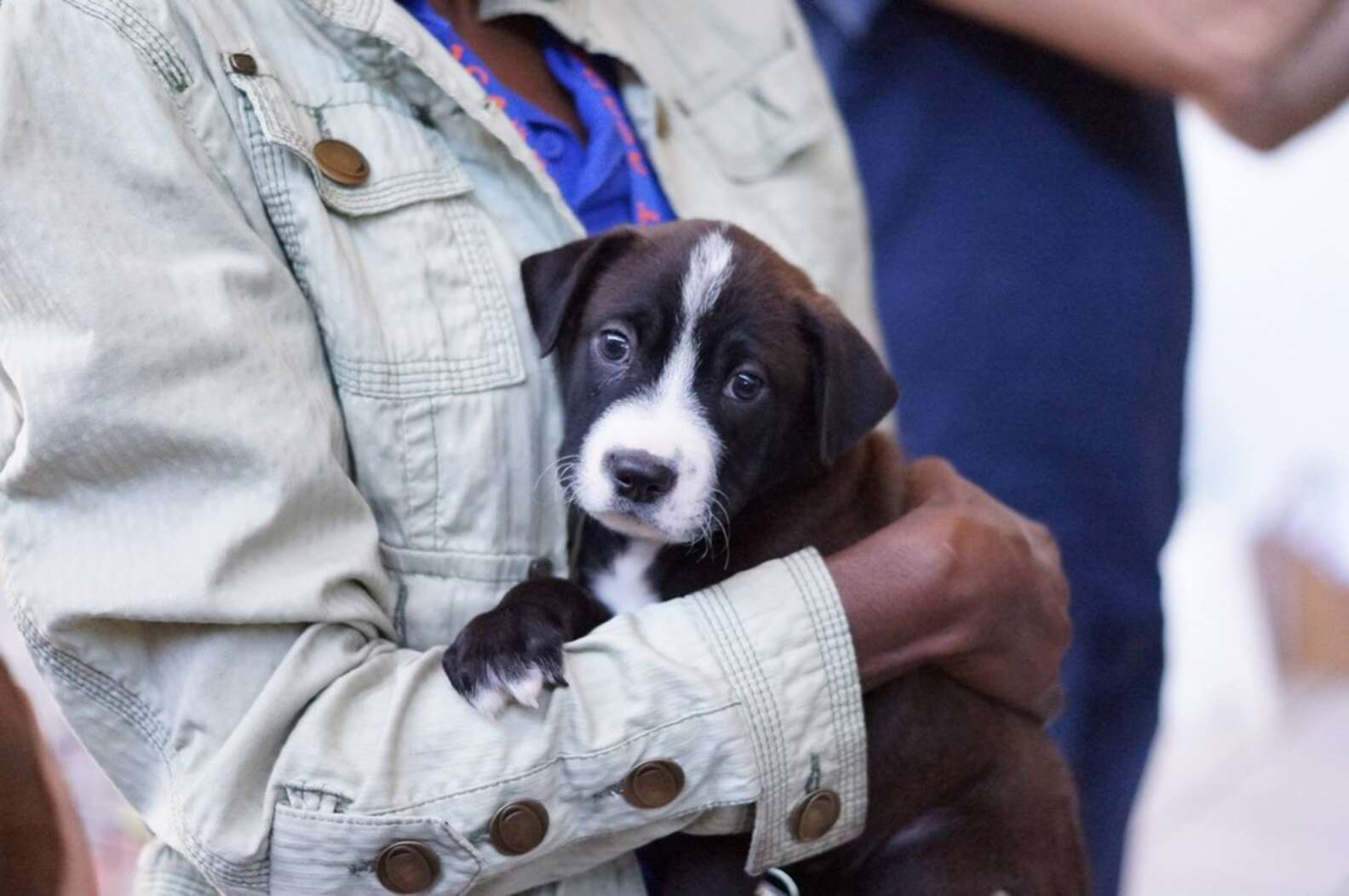'Snuggle Delivery' Is The Best Thing To Happen To Humans — And Puppies ...