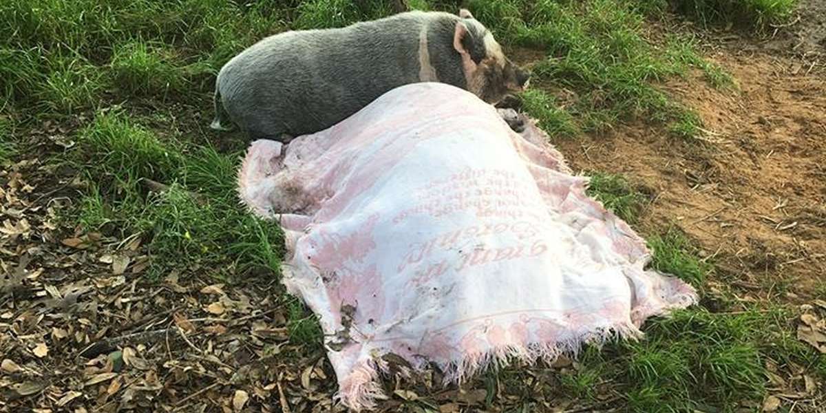 Pig Refuses to Leave Her Friend's Side — Even After His Death - The Dodo