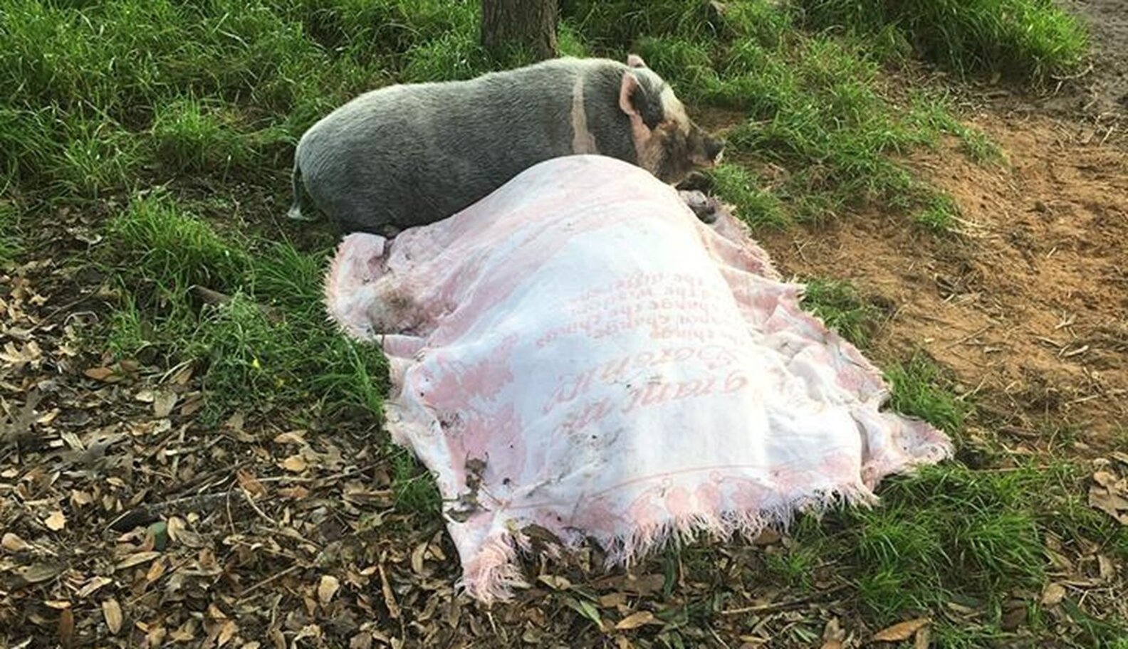 Pig Refuses to Leave Her Friend's Side — Even After His Death - The Dodo