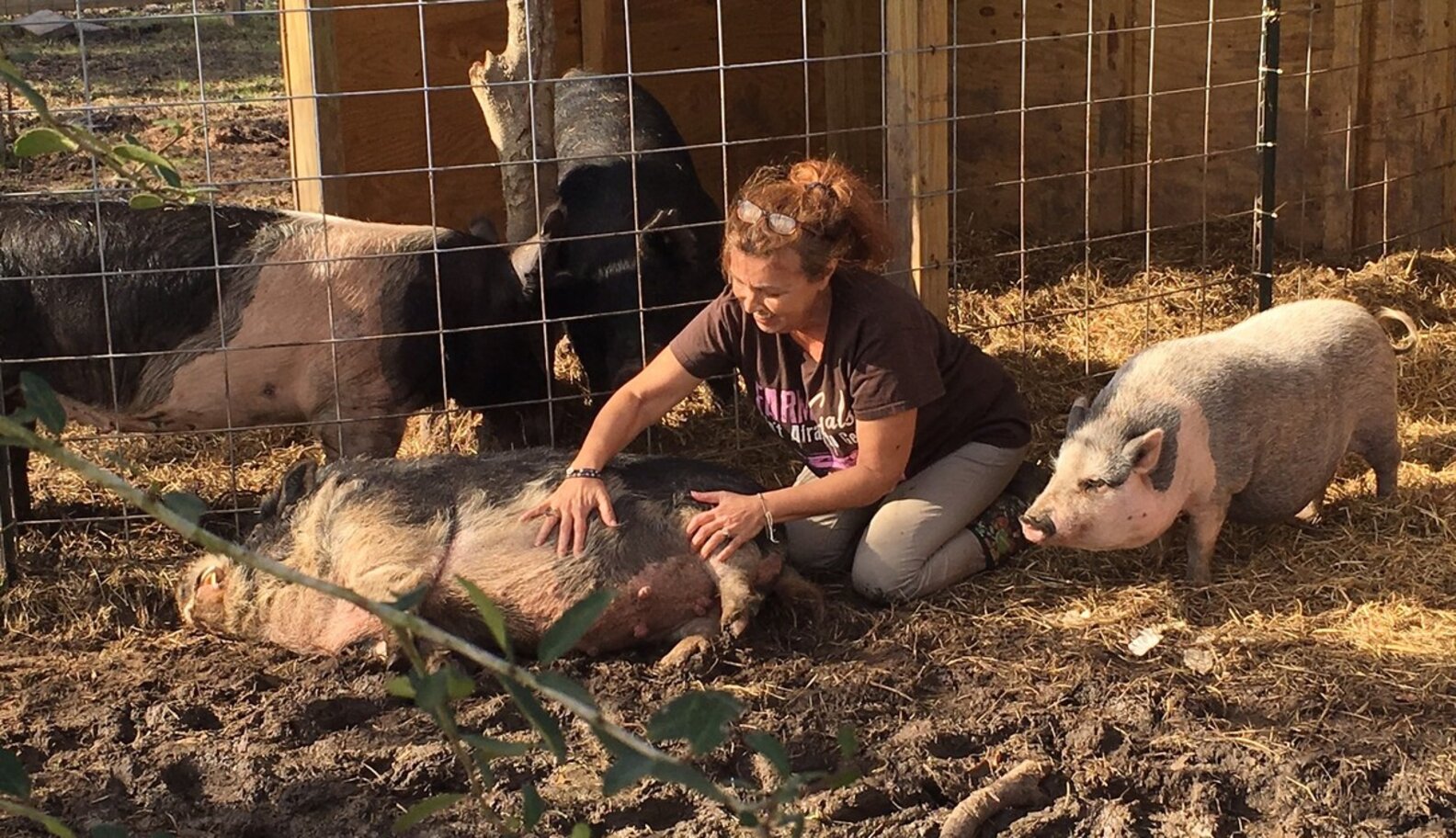 Pig Refuses to Leave Her Friend's Side — Even After His Death - The Dodo