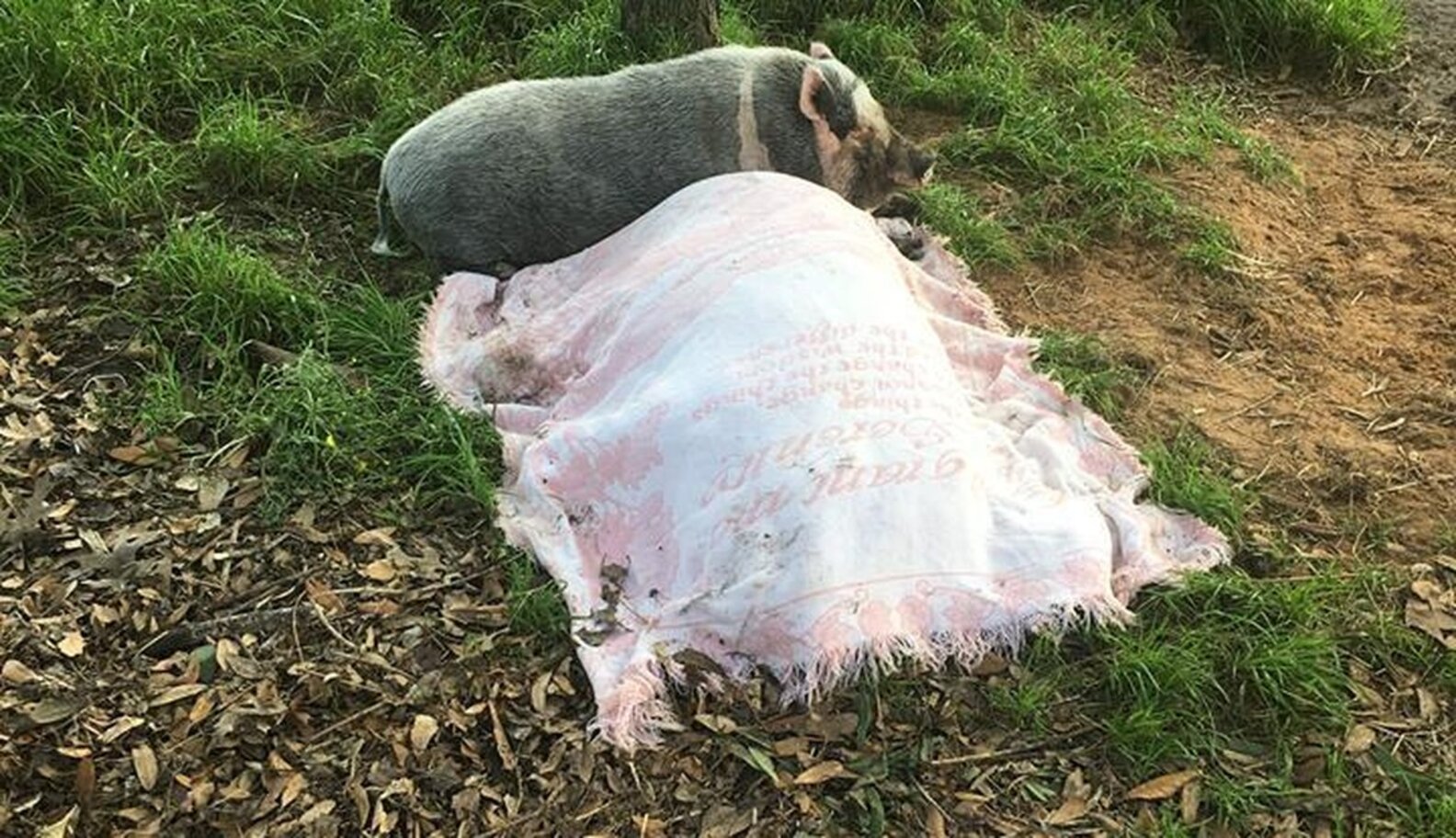 Pig Refuses to Leave Her Friend's Side — Even After His Death - The Dodo