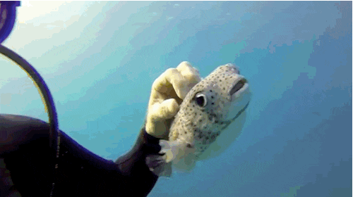 Curious Pufferfish Discovers He Really, Really Likes Being Pet - The Dodo