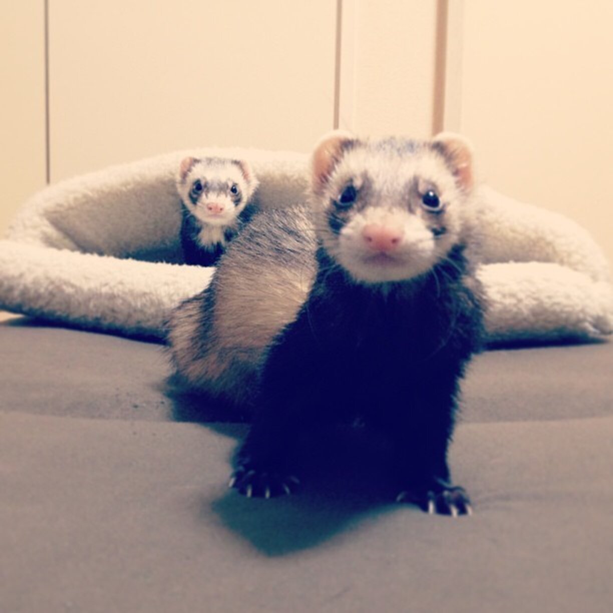 Is This Ferret Faster Than A Remote-Controlled Race Car? - The Dodo