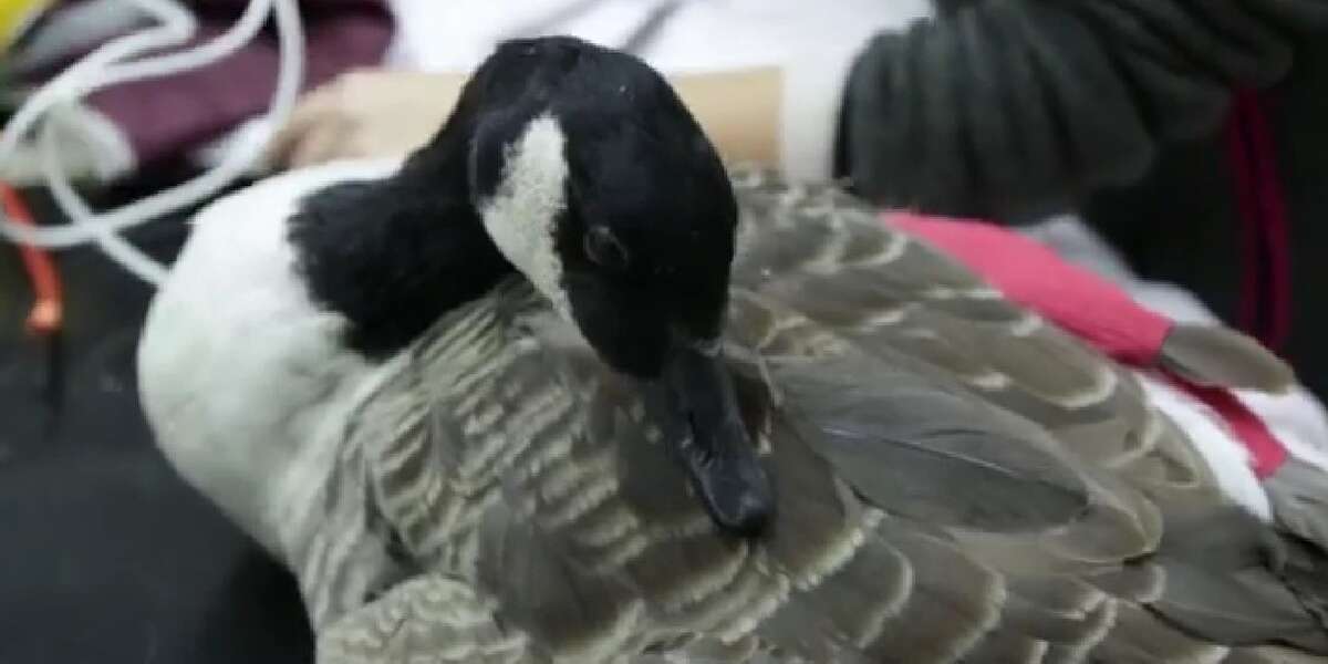 Wild Goose Chase Along Highway Saves Actual Goose - The Dodo