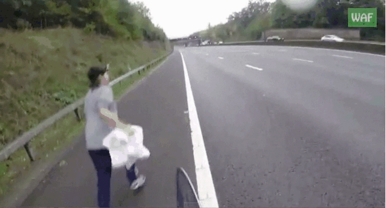 Wild Goose Chase Along Highway Saves Actual Goose - The Dodo