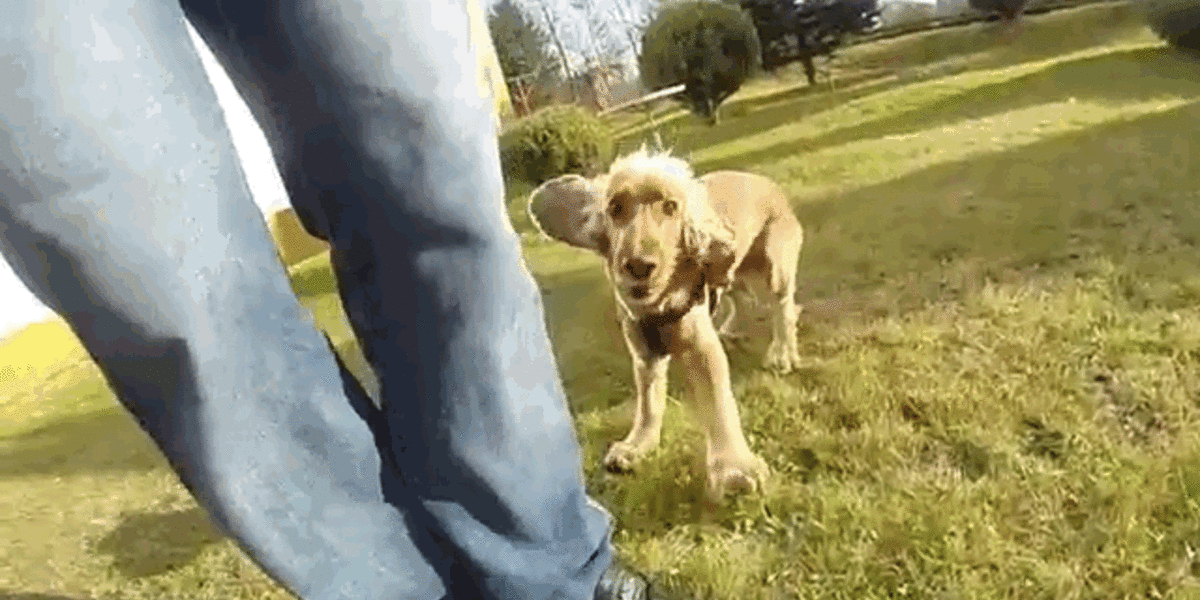 Video Captures Canine Joy -- In Slow Motion - The Dodo