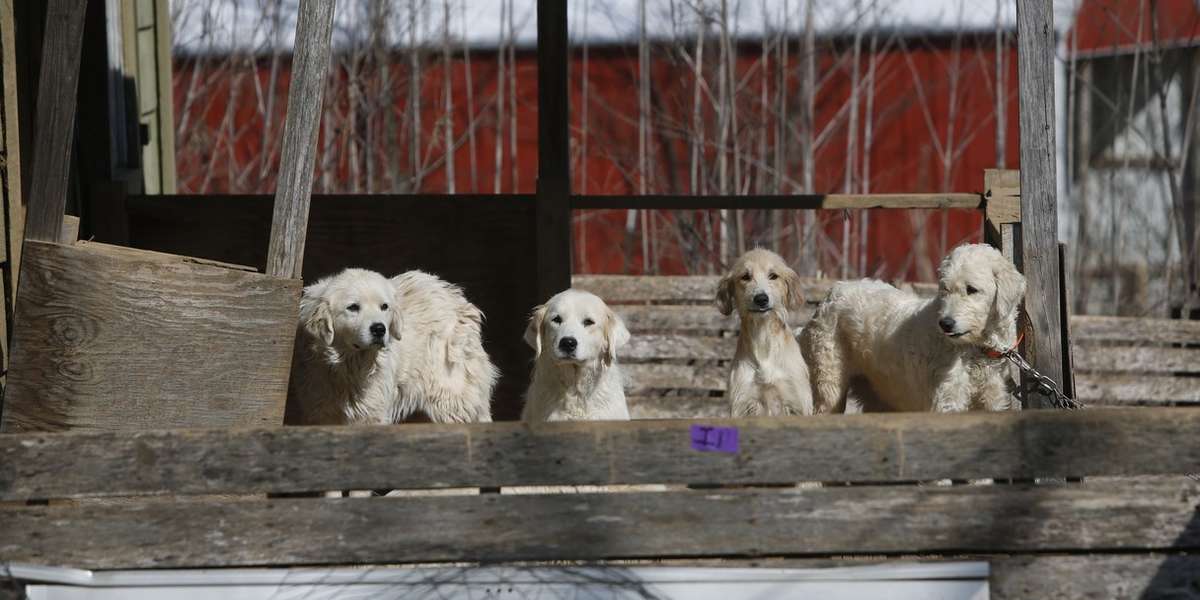 Freezing, Starving Dogs Rescued From Arkansas Puppy Mill - The Dodo