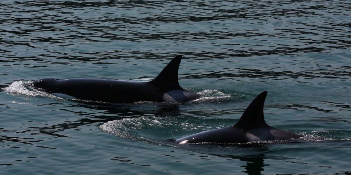 Dozens Of Orcas Mysteriously Appear In Pacific Northwest - The Dodo