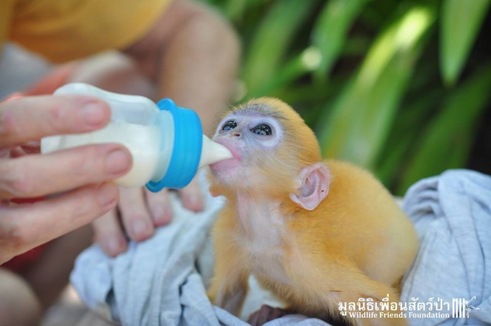 Baby Monkey Clings To The Hands That Saved Him - The Dodo