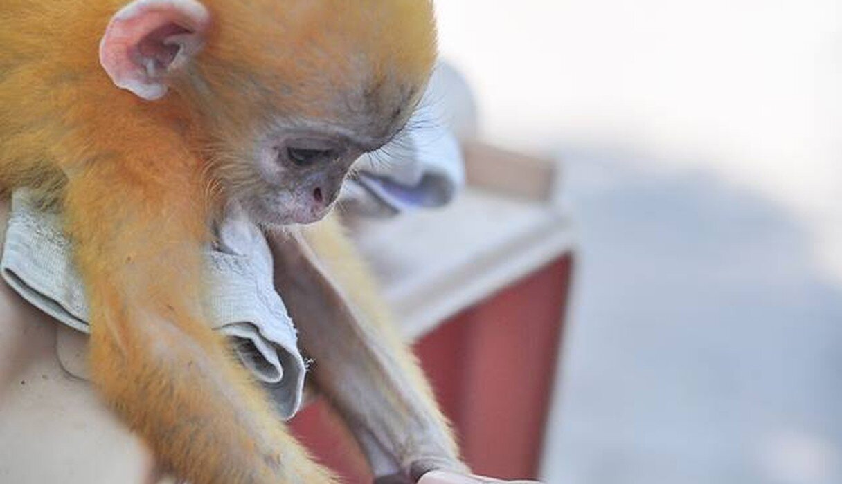 Baby Monkey Clings To The Hands That Saved Him - The Dodo