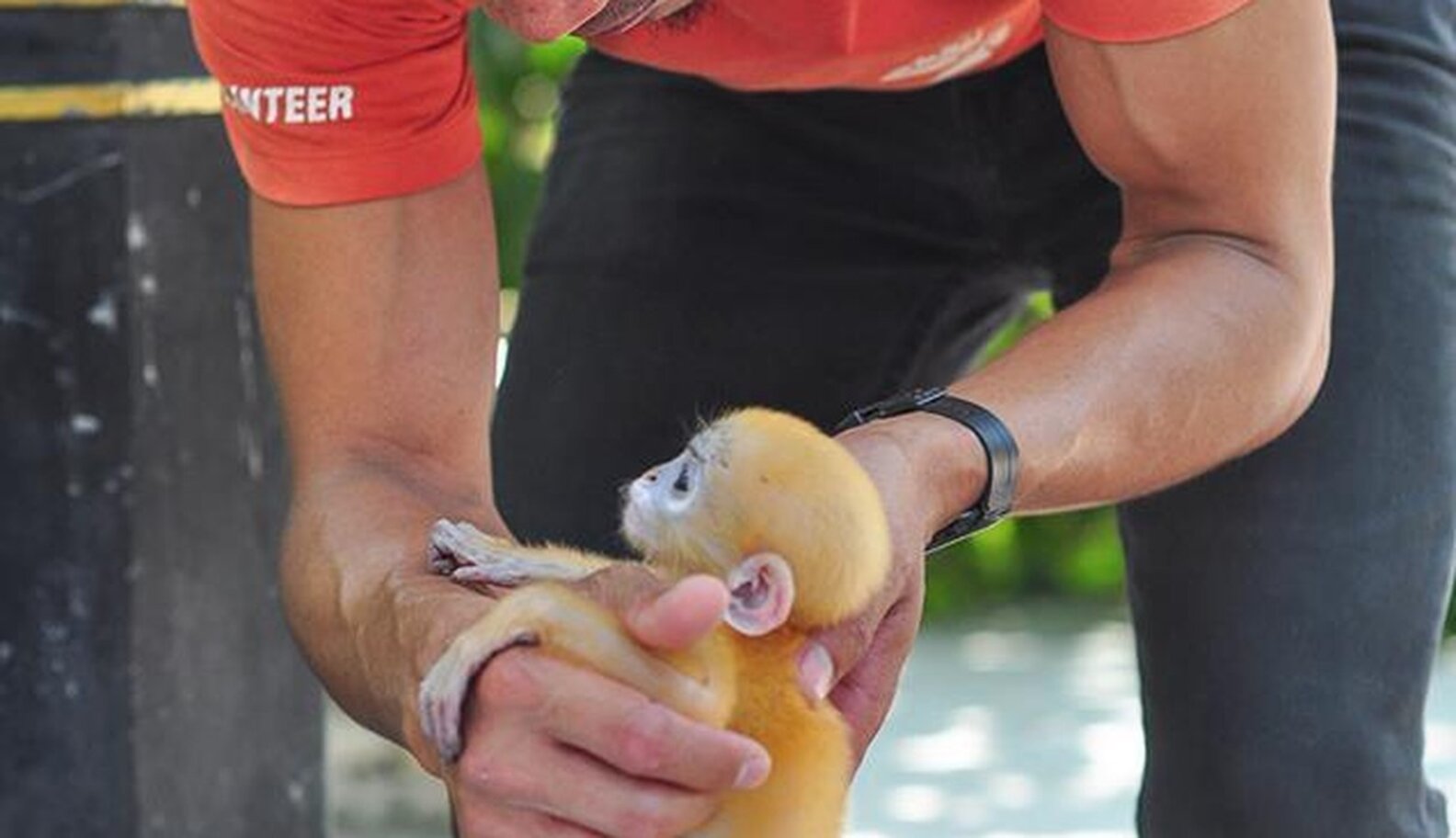 Baby Monkey Clings To The Hands That Saved Him - The Dodo