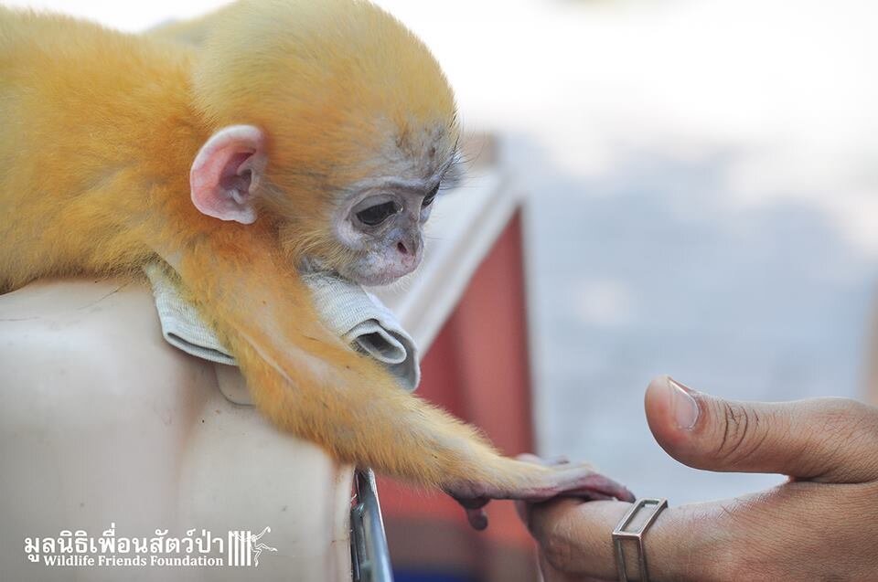 Baby Monkey Clings To The Hands That Saved Him - The Dodo
