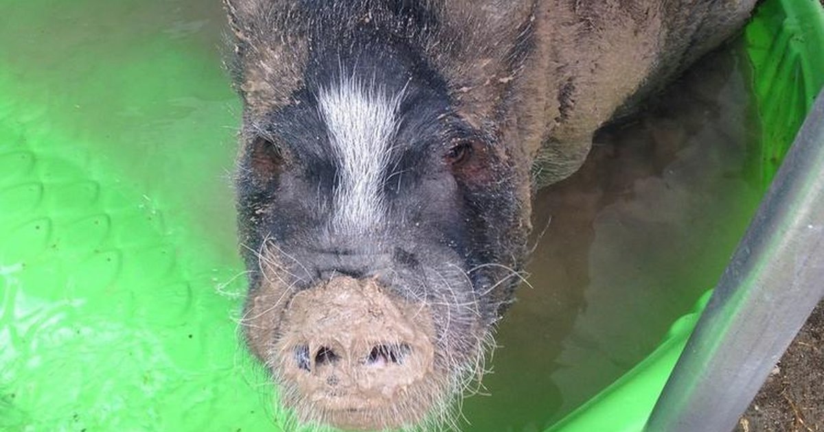 What Happens When Your 'Teacup' Pig Is 160 Pounds - The Dodo