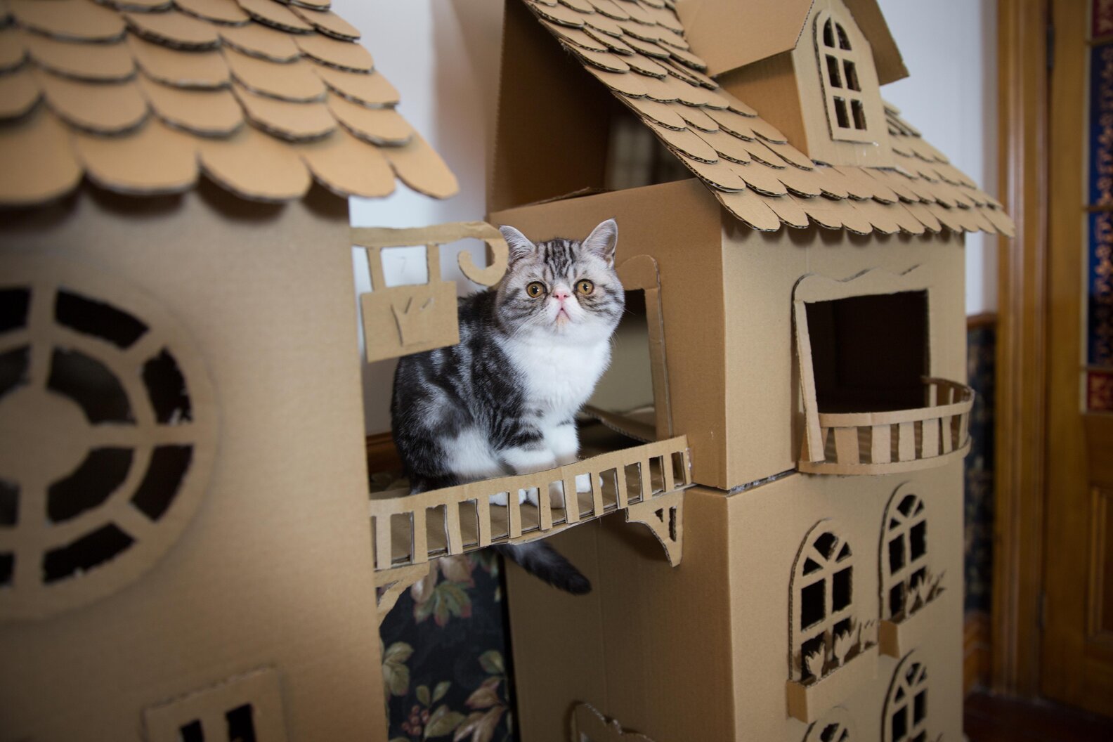 Woman Builds The Ultimate Palace For Her Cat - The Dodo